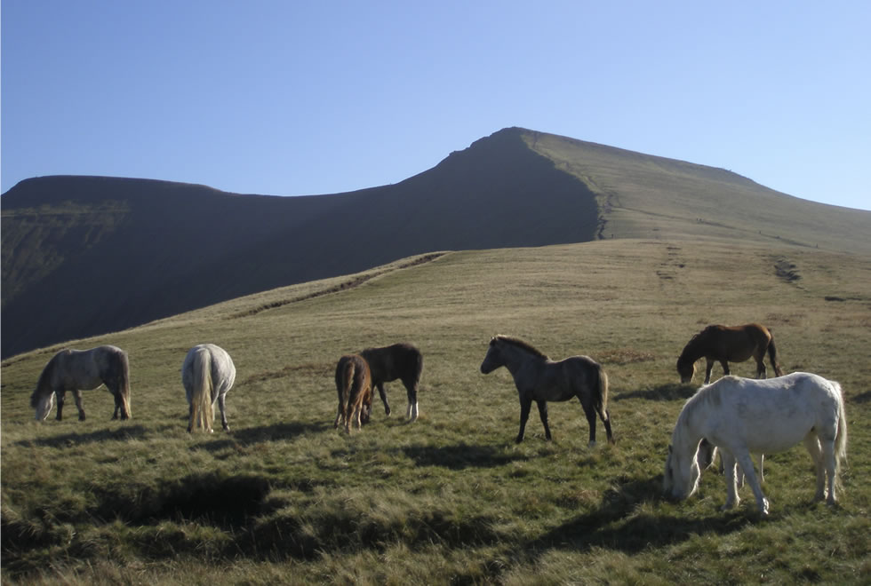 Wild Pony Management | PONT