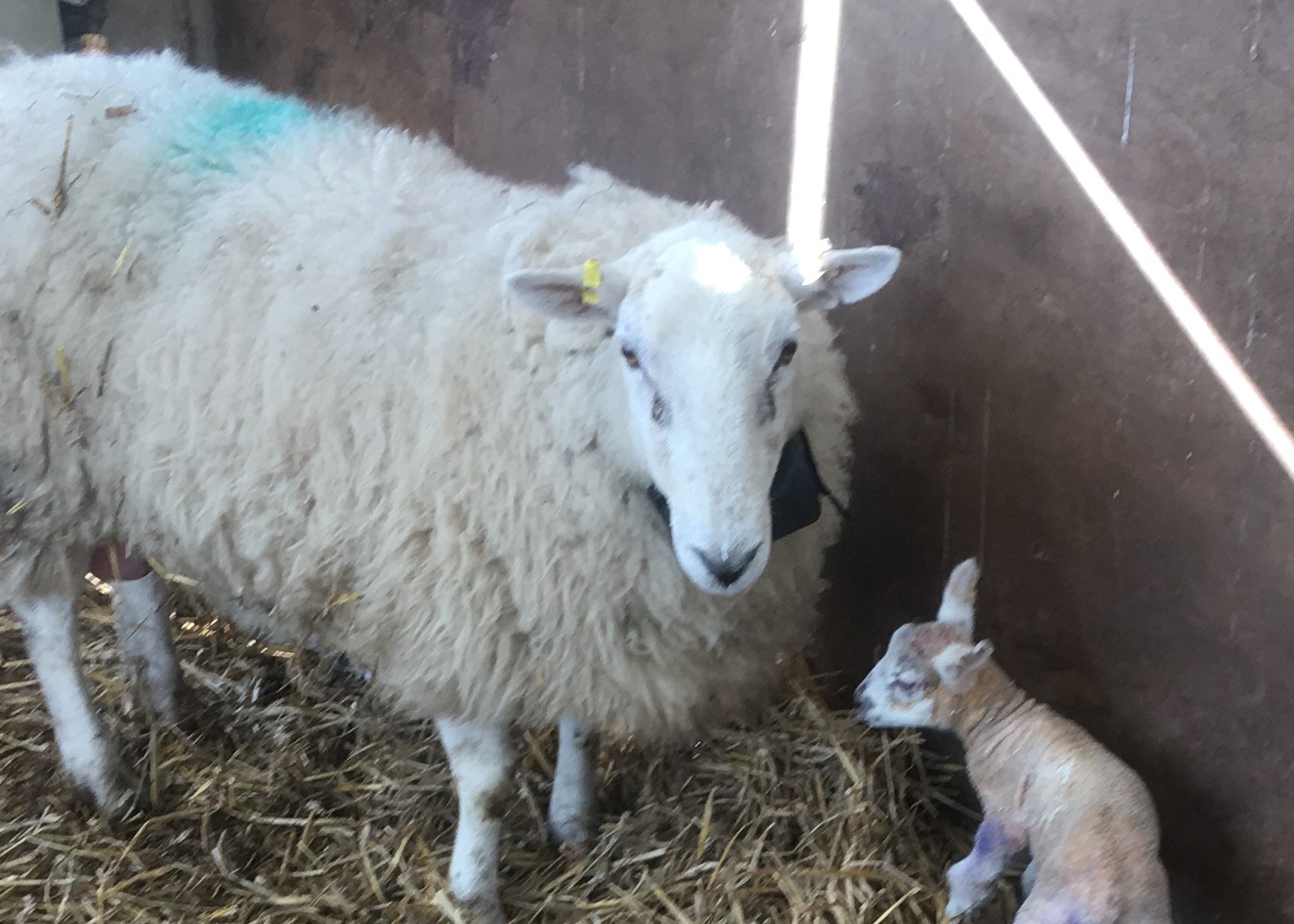 Digital Shepherd Project | PONT