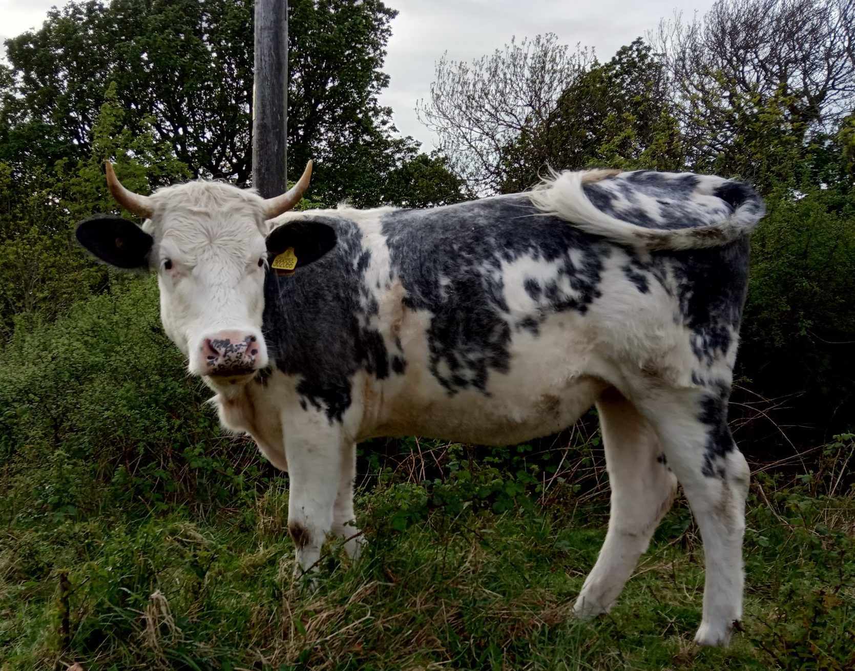 British Blue Cow