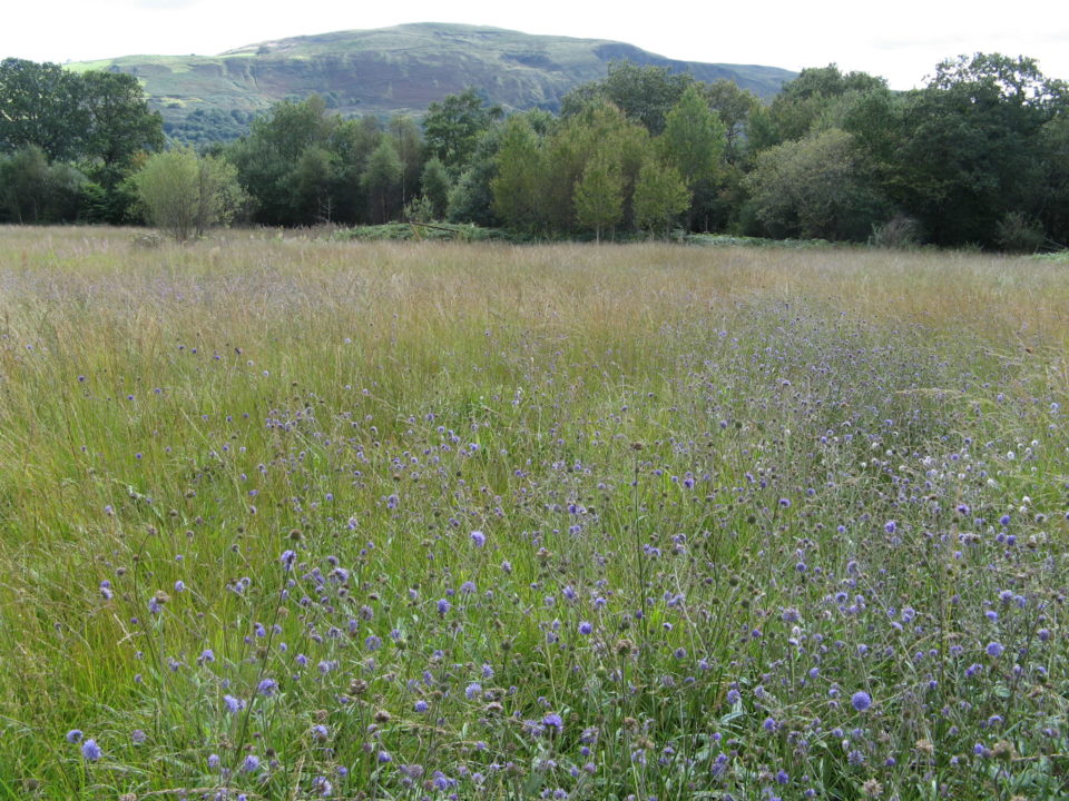 Habitat in Focus; Rhos Pasture | PONT