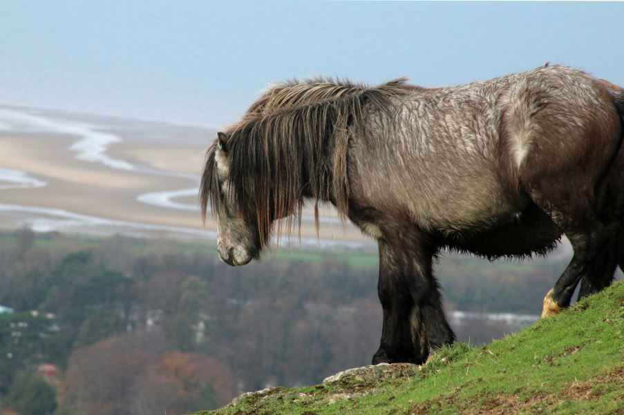 Carneddau ponies- wildlife warriors from Snowdonia National Park | PONT