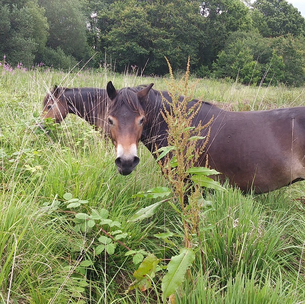 Habitat in Focus; Rhos Pasture | PONT