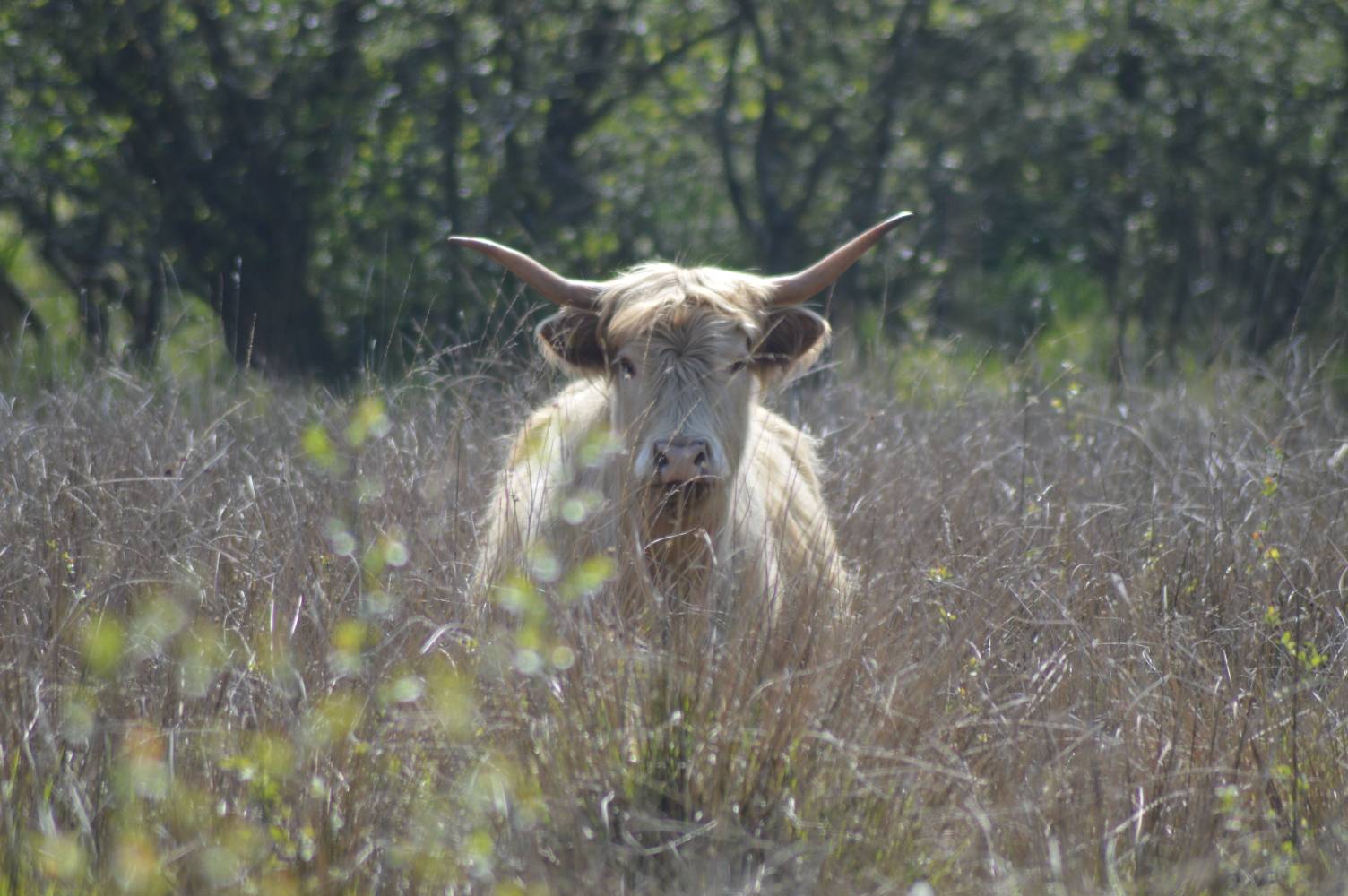 Grazer of the Week 5th July; Bliss the Highland Cow | PONT
