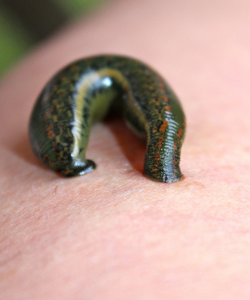 Species in Focus; Medicinal Leech | PONT