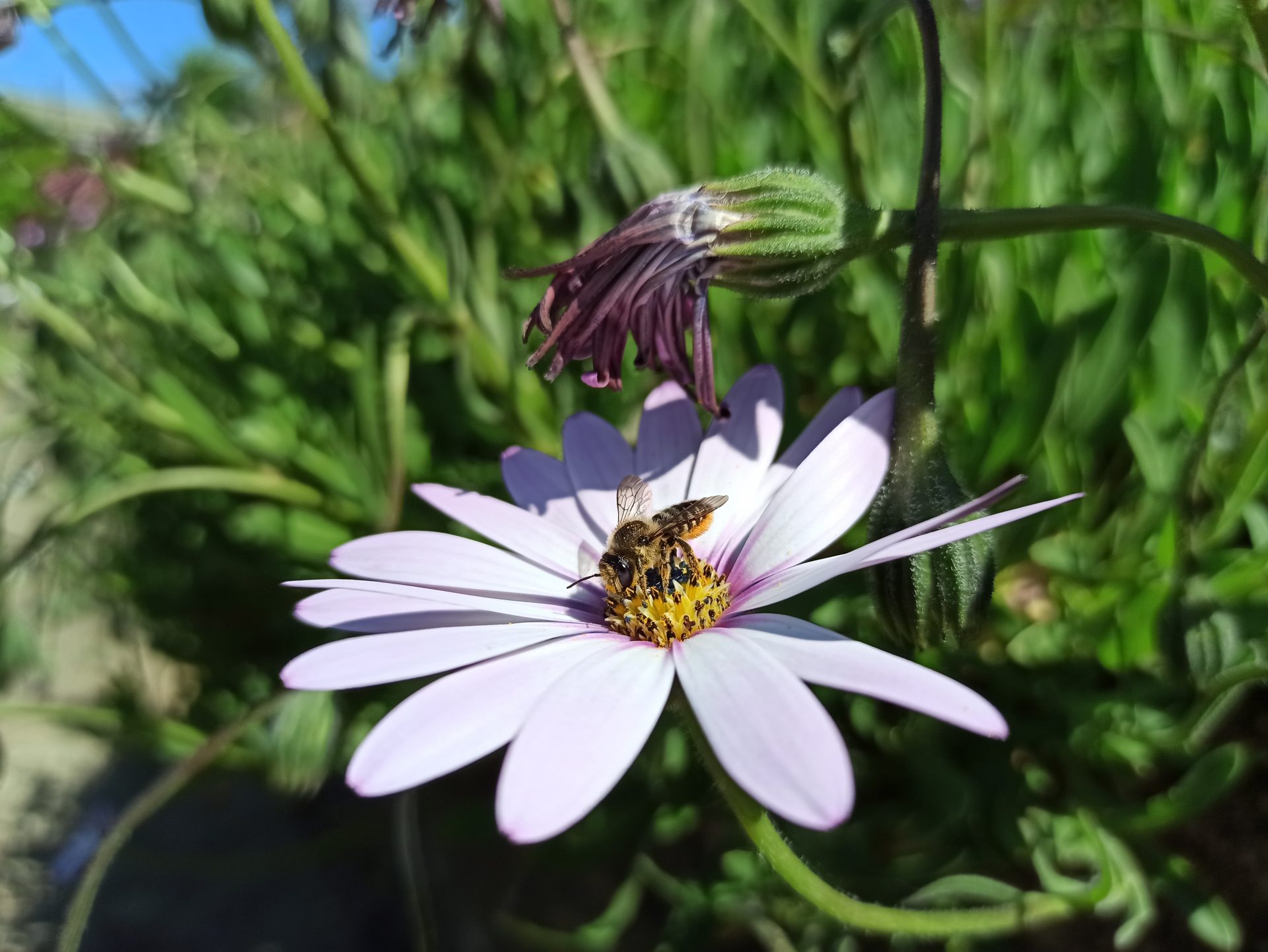 Dolau Dyfi Pollinator Survey | PONT