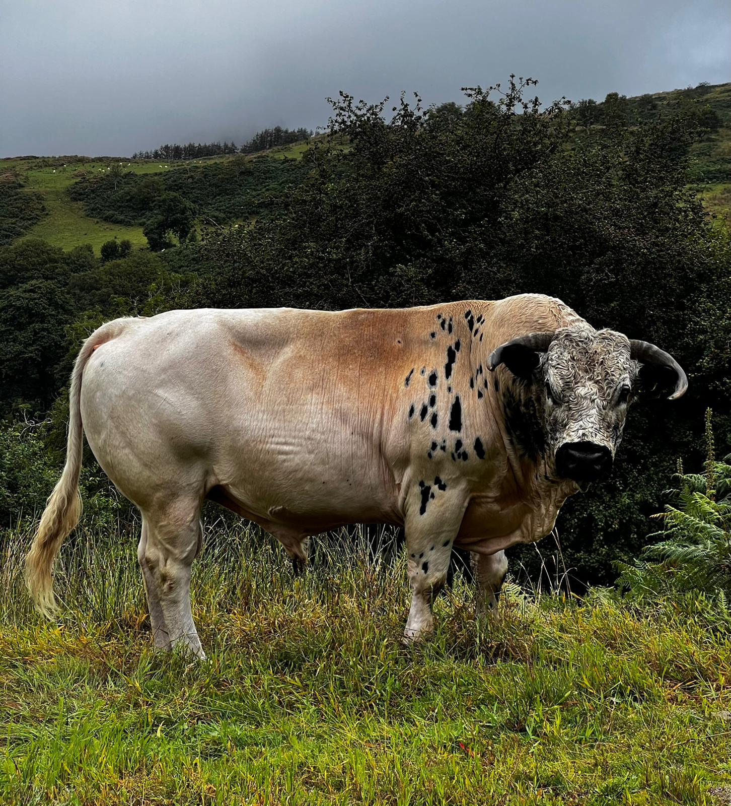 Cefn Coch Farm | PONT